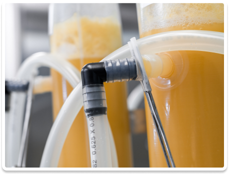 Contact Us | Protalix