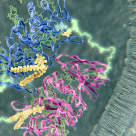From concept to market | Protalix